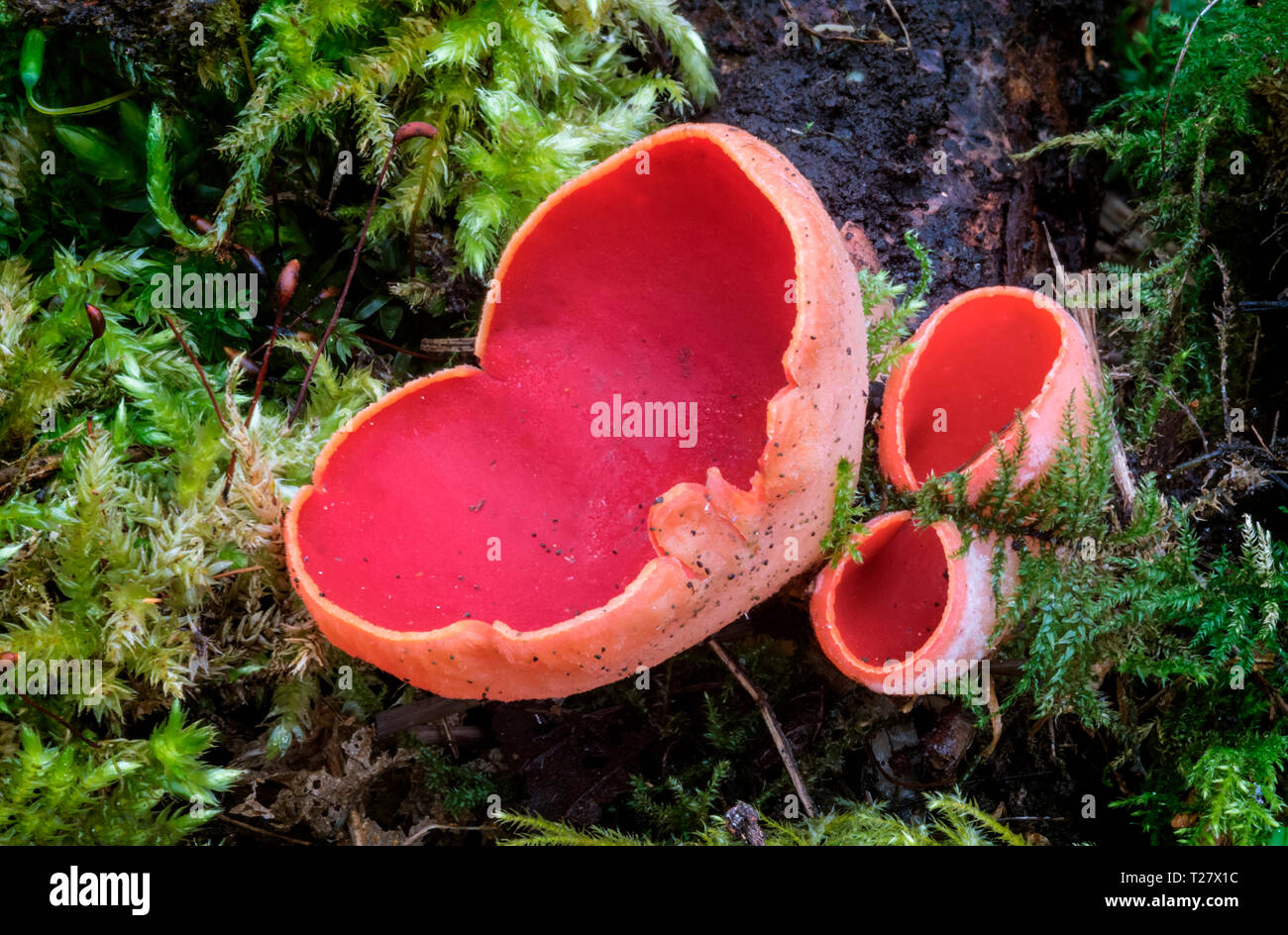 Scarlet Elf Cup (Sarcoscypha austriaca Stock Photo - Alamy