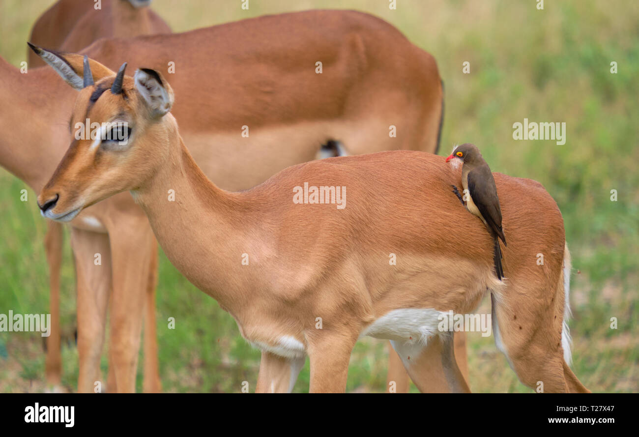 Red-billed oxpecker feeding of ticks on back of juvenile male impala ...