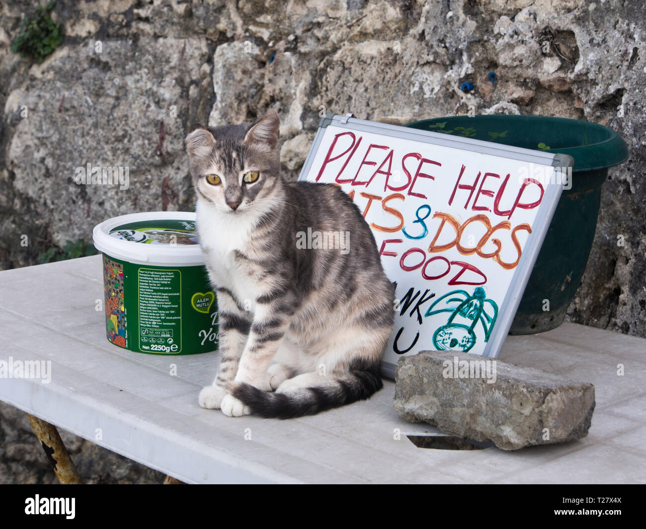 Cat reaching food hi-res stock photography and images - Alamy