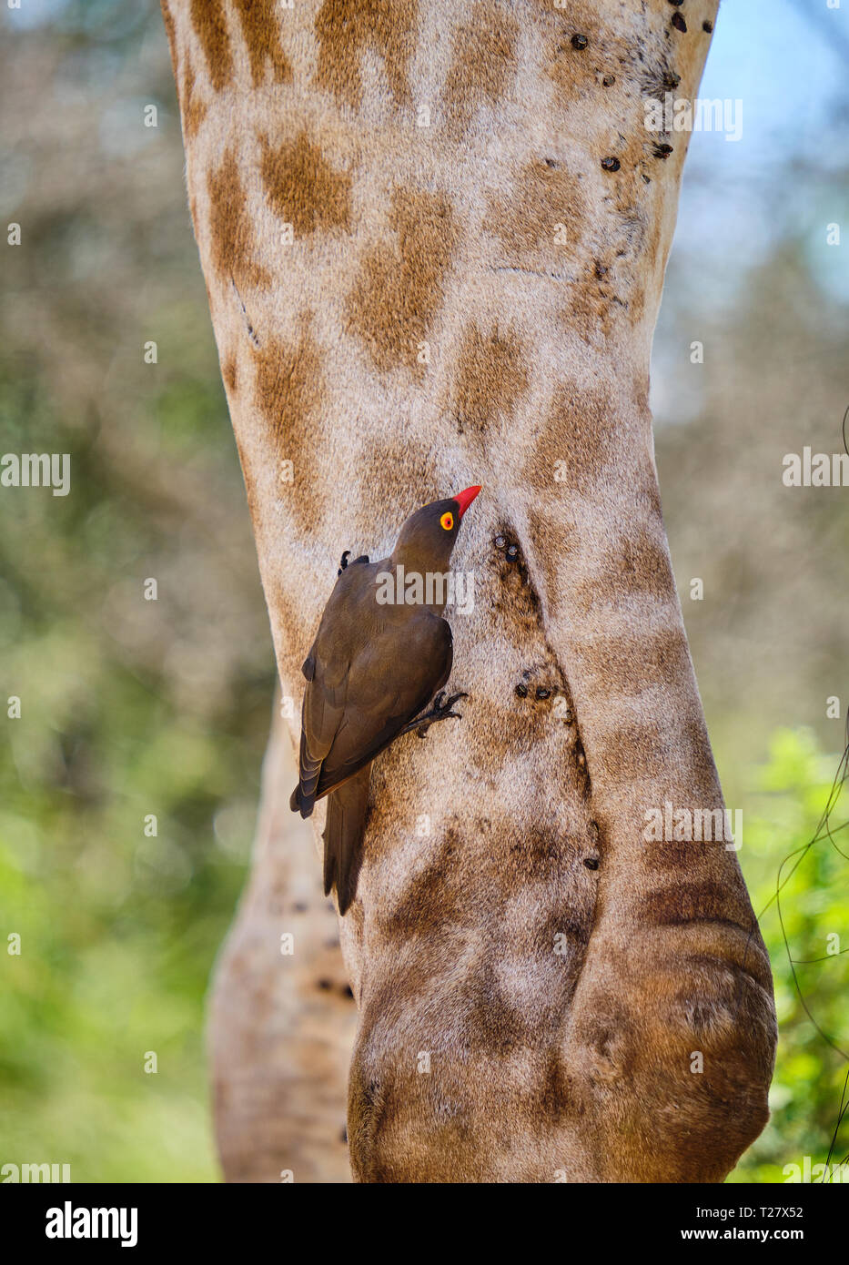Oxpecker on a giraffe hi-res stock photography and images - Alamy