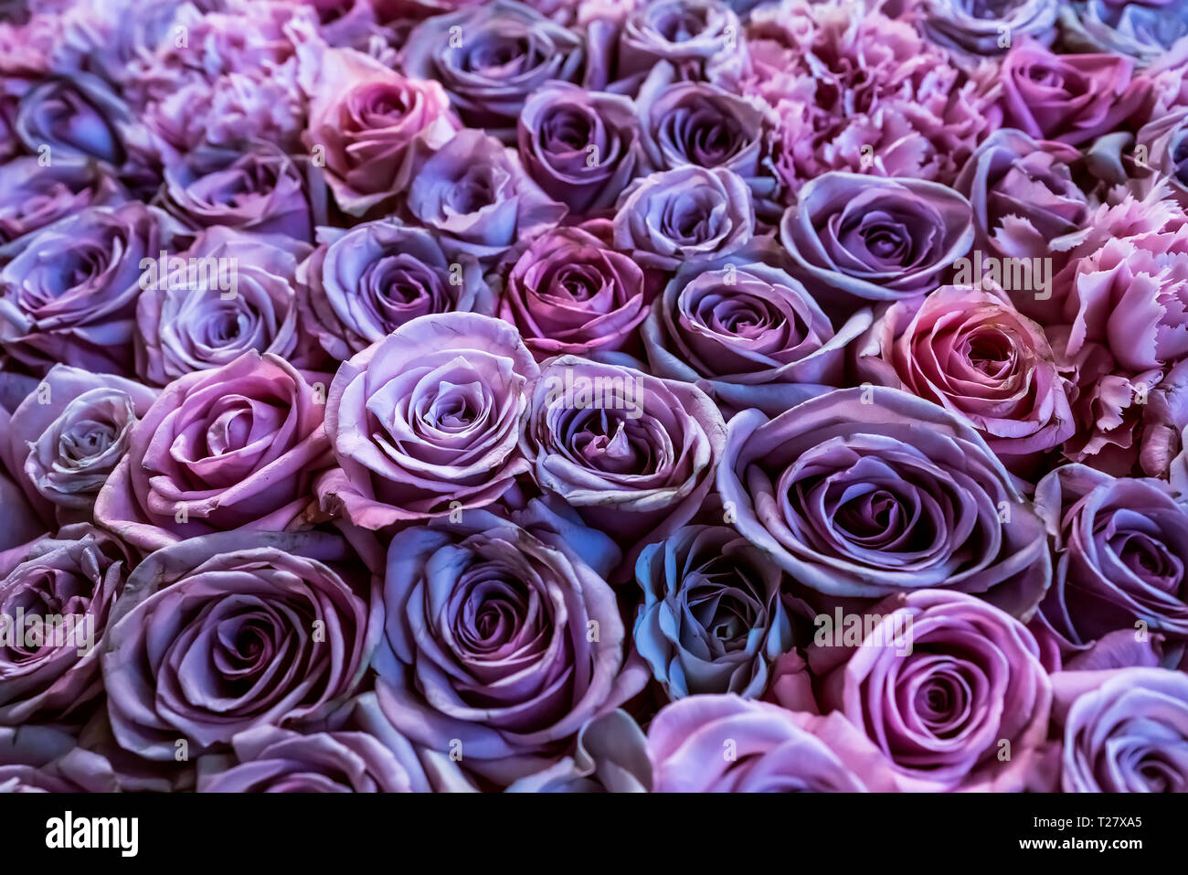 Natural roses background closeup Stock Photo - Alamy