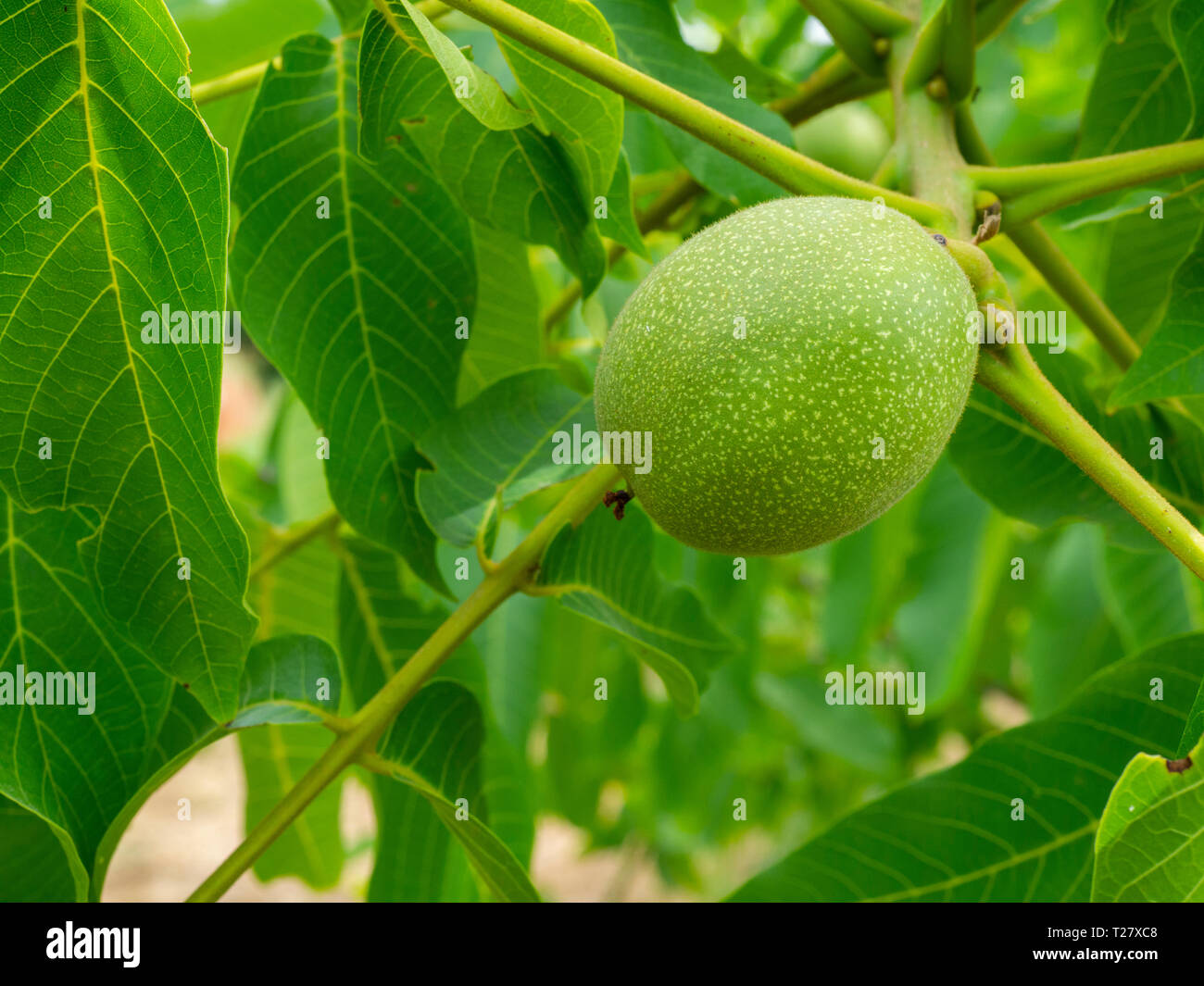 Walnut in teeth hi-res stock photography and images - Alamy