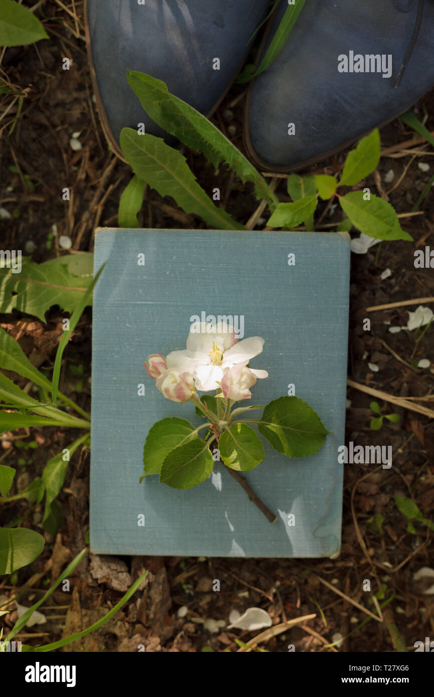 Romantic still life with Apple blossom on the book on the grass Stock ...