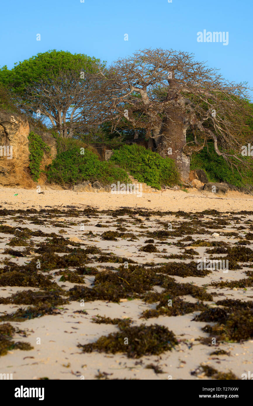 Kilifi kenya hi-res stock photography and images - Alamy