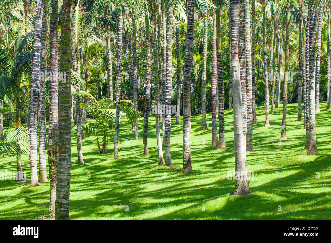 Palm oil tree plantation field aerial of agricultural industrial ...