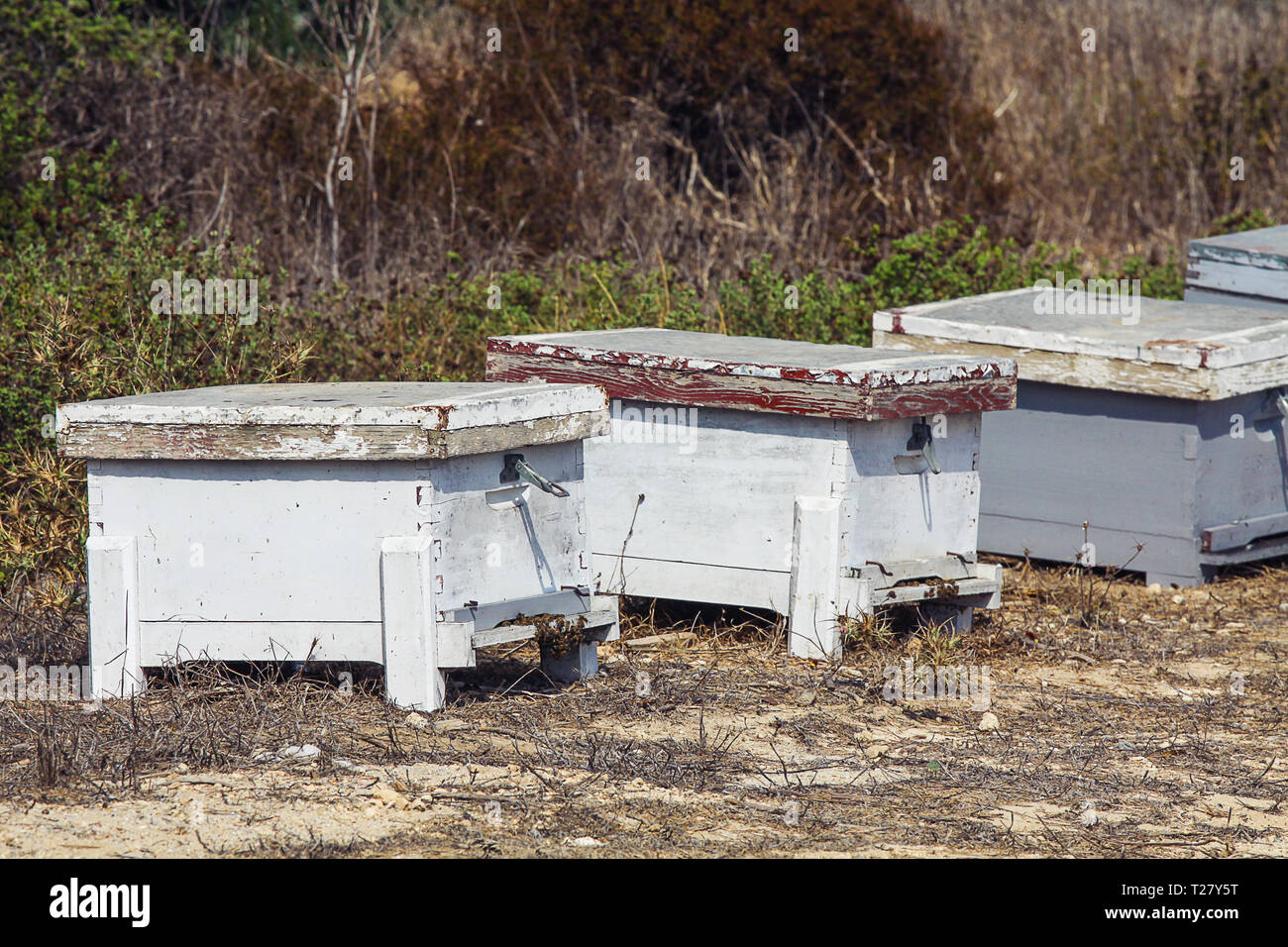 Beehives Relocating Bees. White Beehives, bees al work Stock Photo - Alamy