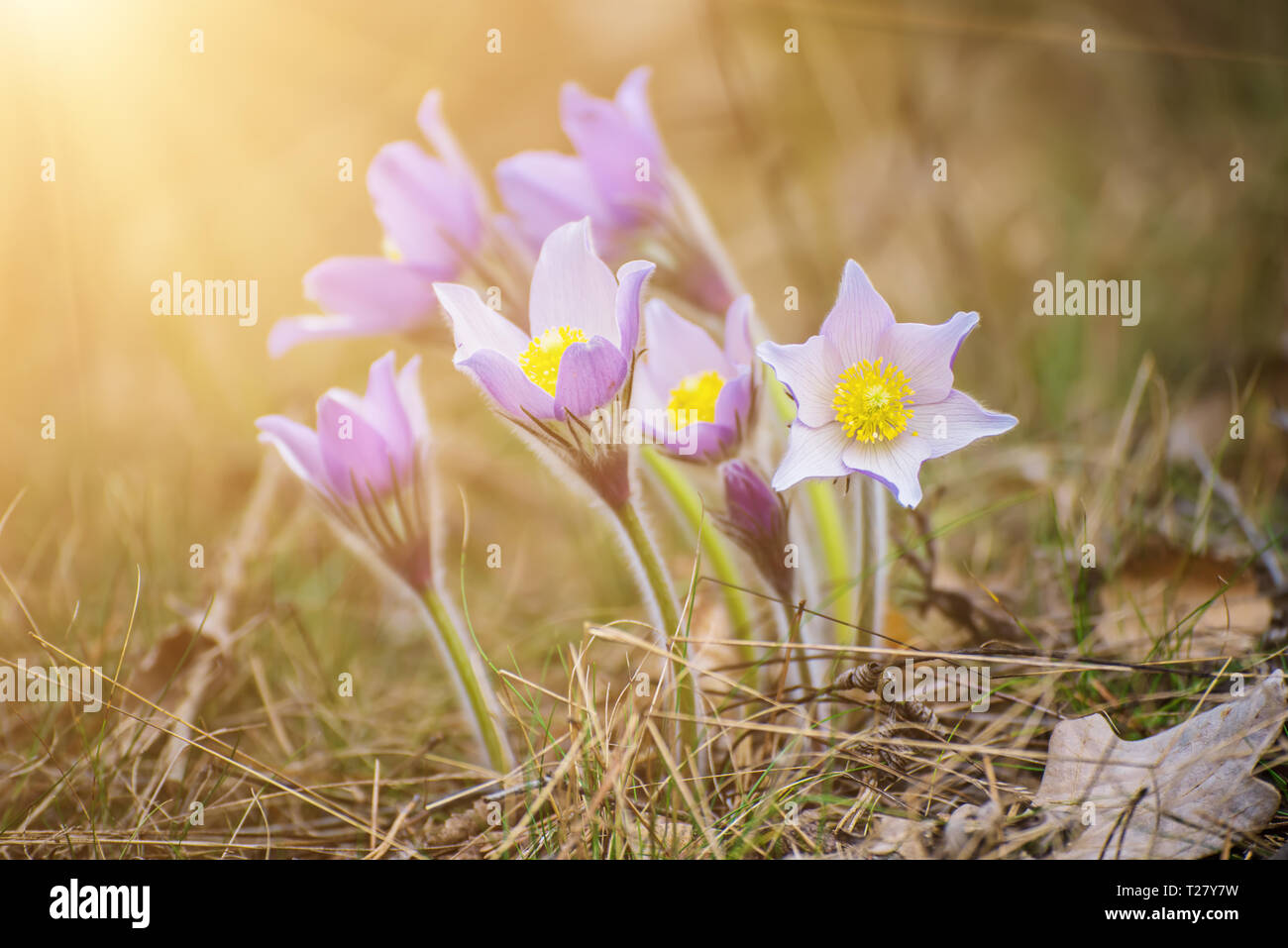 Pasque-flower growing in nature on sunset, macro spring floral ...
