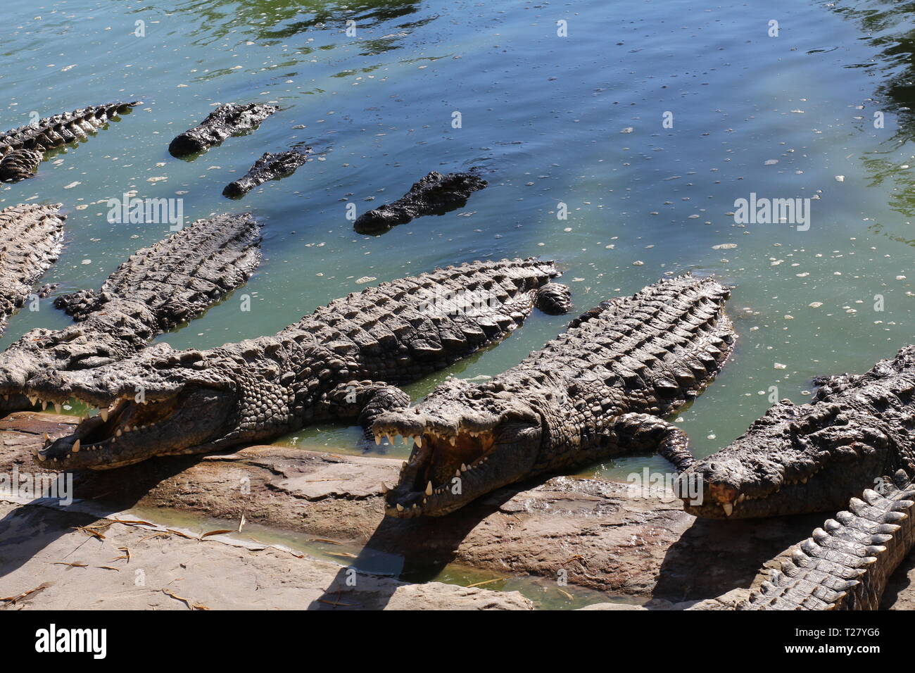 Crocodiles in the water hi-res stock photography and images - Alamy