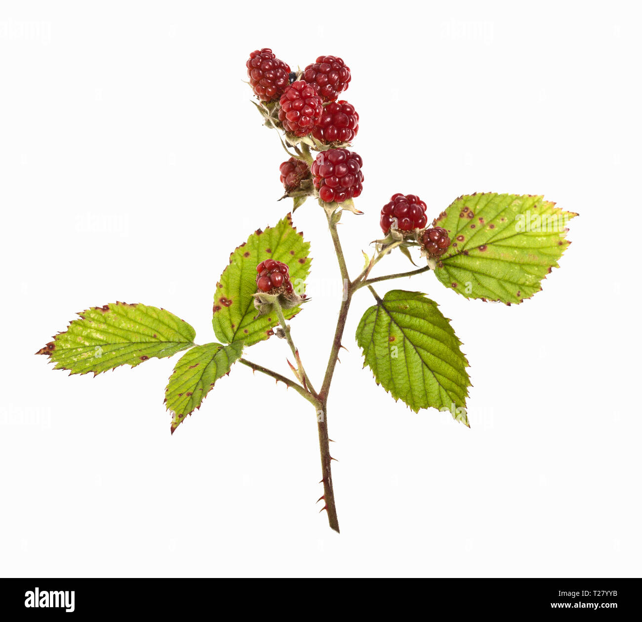 Rubus idaeus -Raspberry Stock Photo - Alamy