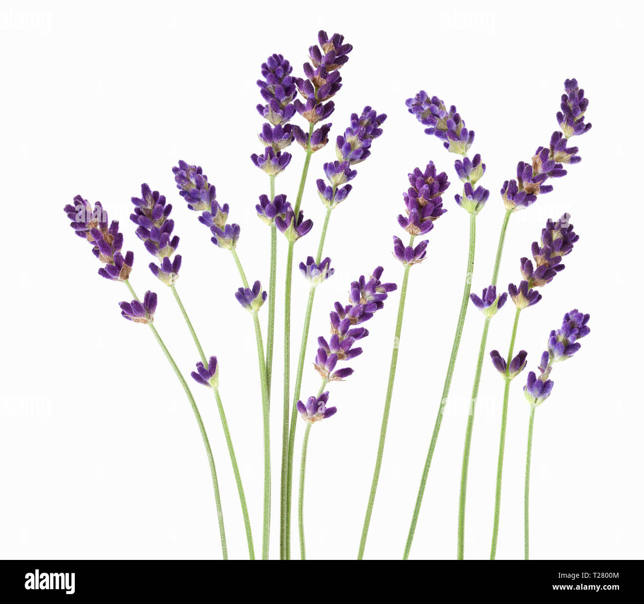 Lavandula angustifolia english lavender Cut Out Stock Images & Pictures ...