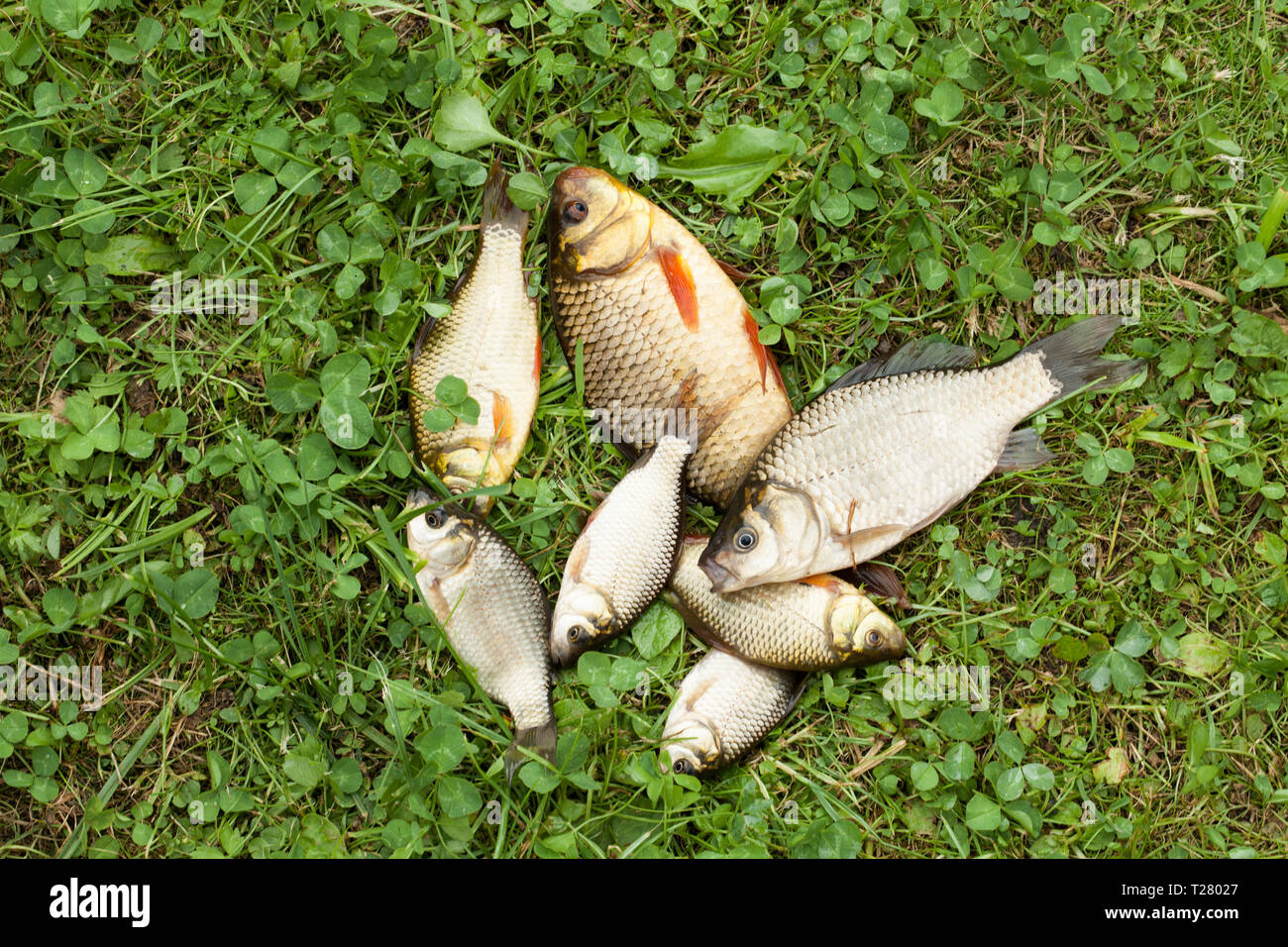 Several little fishes on the green grass. Caught fishes crucian Stock ...