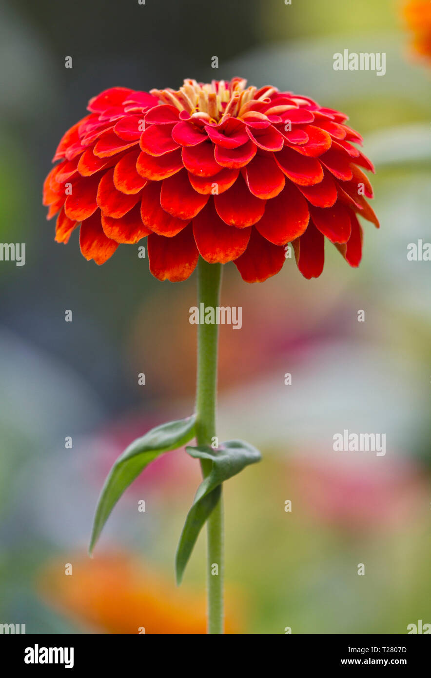 Zinnia elegans range king Stock Photo - Alamy