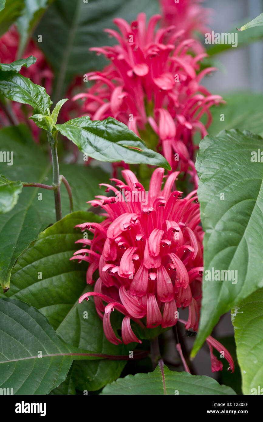 Justicia brazilian plume flower hi-res stock photography and images - Alamy