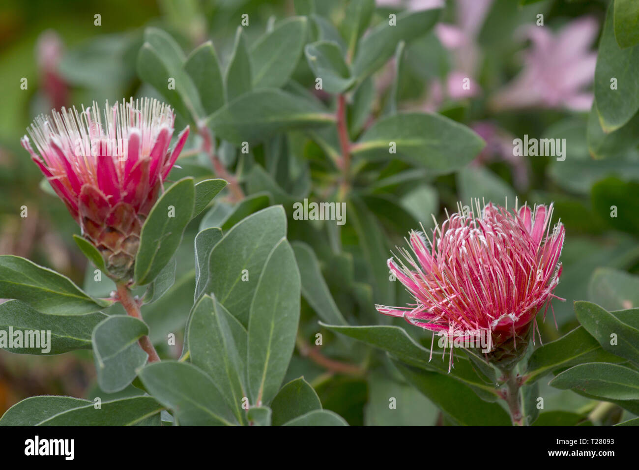 Protea lacticolor hi-res stock photography and images - Alamy