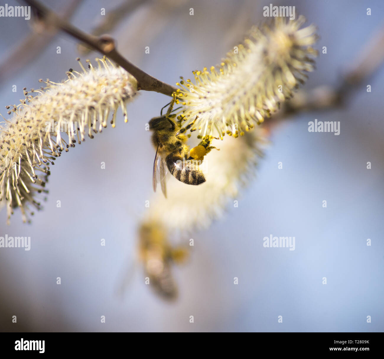 honey bee on a willow blosoom Stock Photo - Alamy