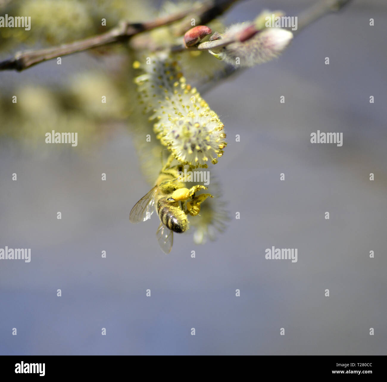honey bee on a willow blosoom Stock Photo - Alamy