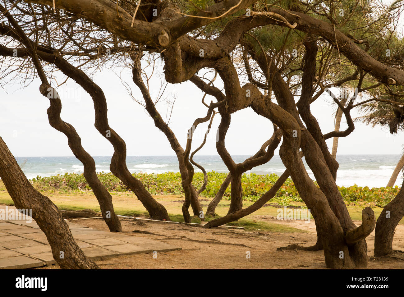 Unusual shaped tree trunks in Barbados, The Caribbean Stock Photo - Alamy