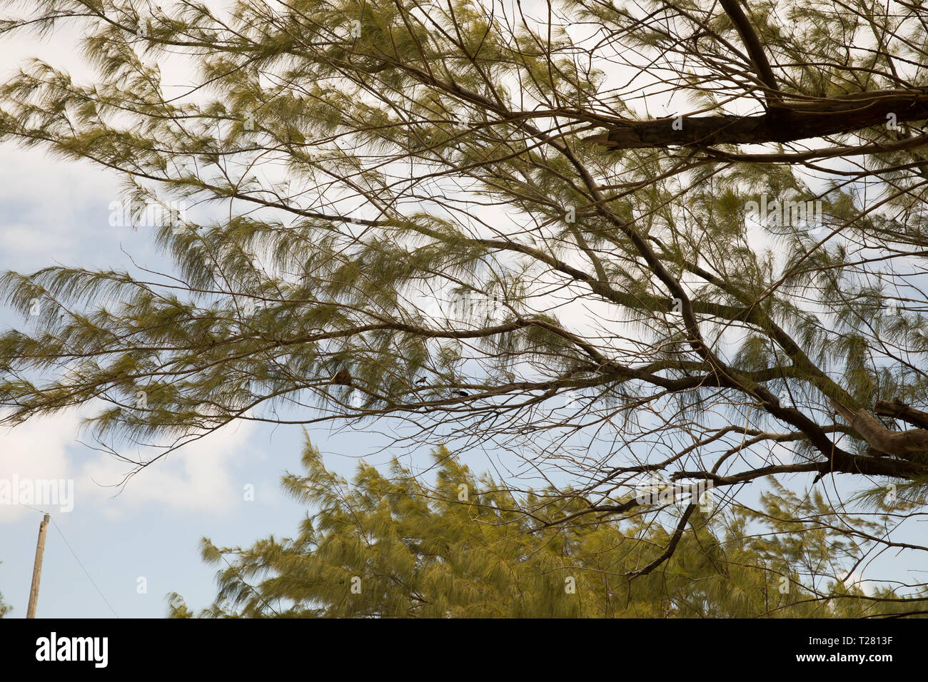 Tree in Barbados, The Caribbean Stock Photo - Alamy