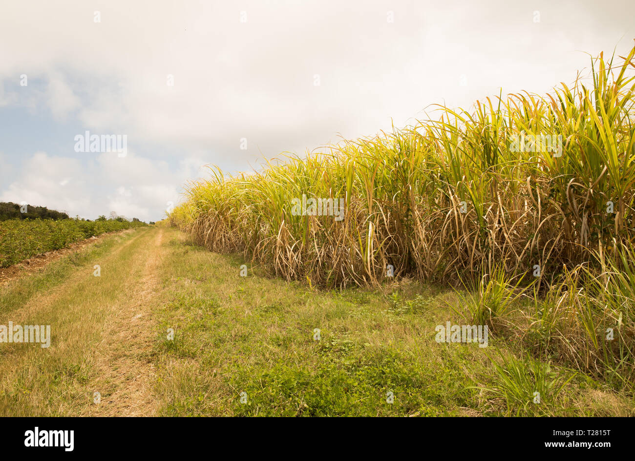 Sugar Plantation in Barbados, The Caribbean Stock Photo - Alamy