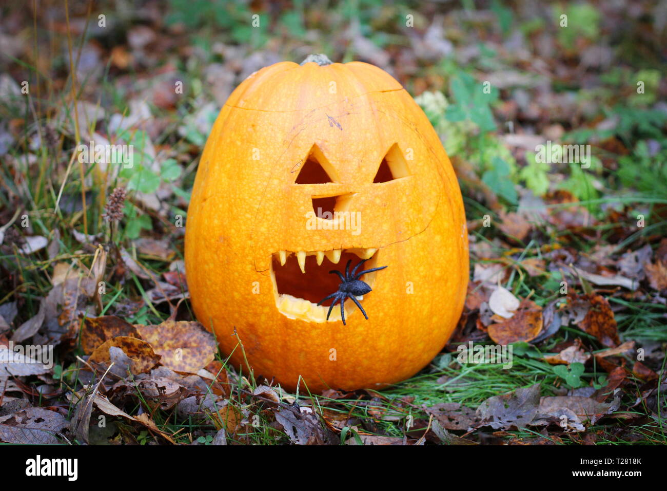 Halloween pumpkin with a spider crawling into the mouth Stock Photo - Alamy