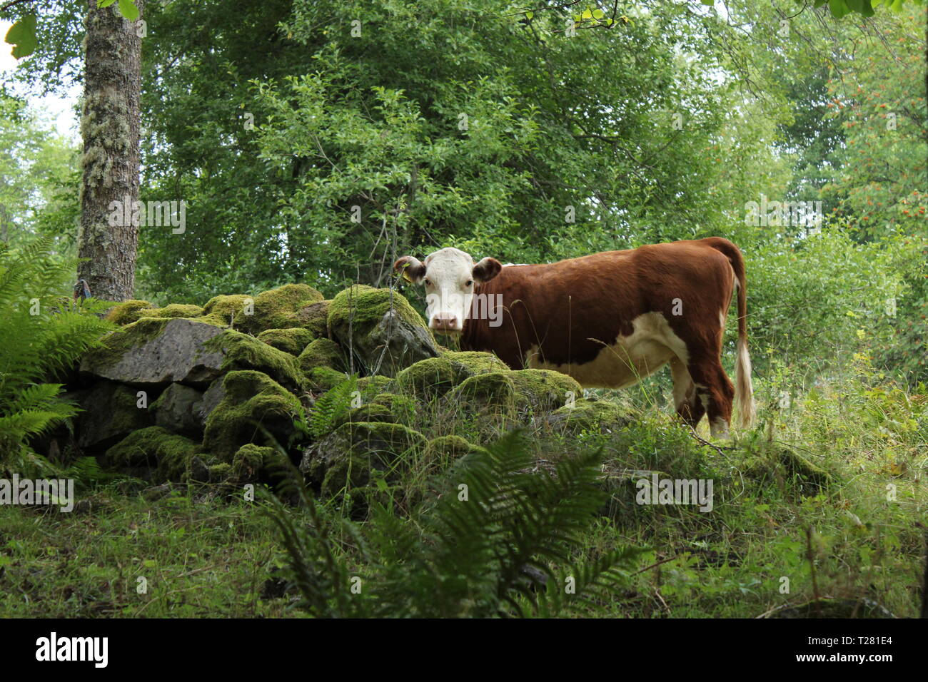 A cow standing behind a mossy stone, watching us Stock Photo - Alamy