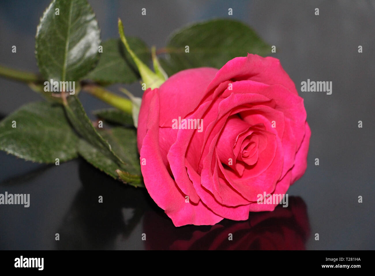 One Red Rose Wallpaper