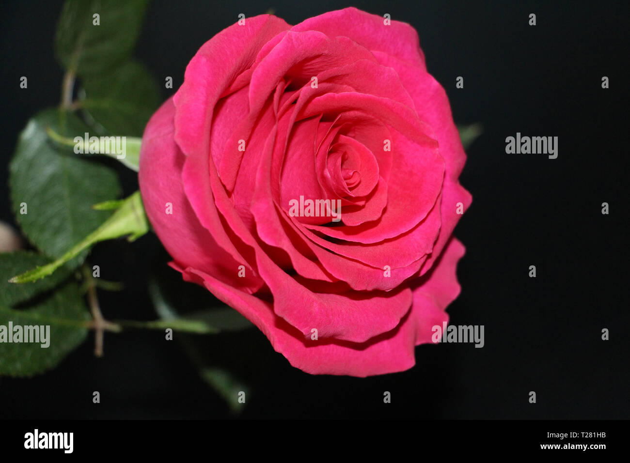 Very big rose hi-res stock photography and images - Alamy