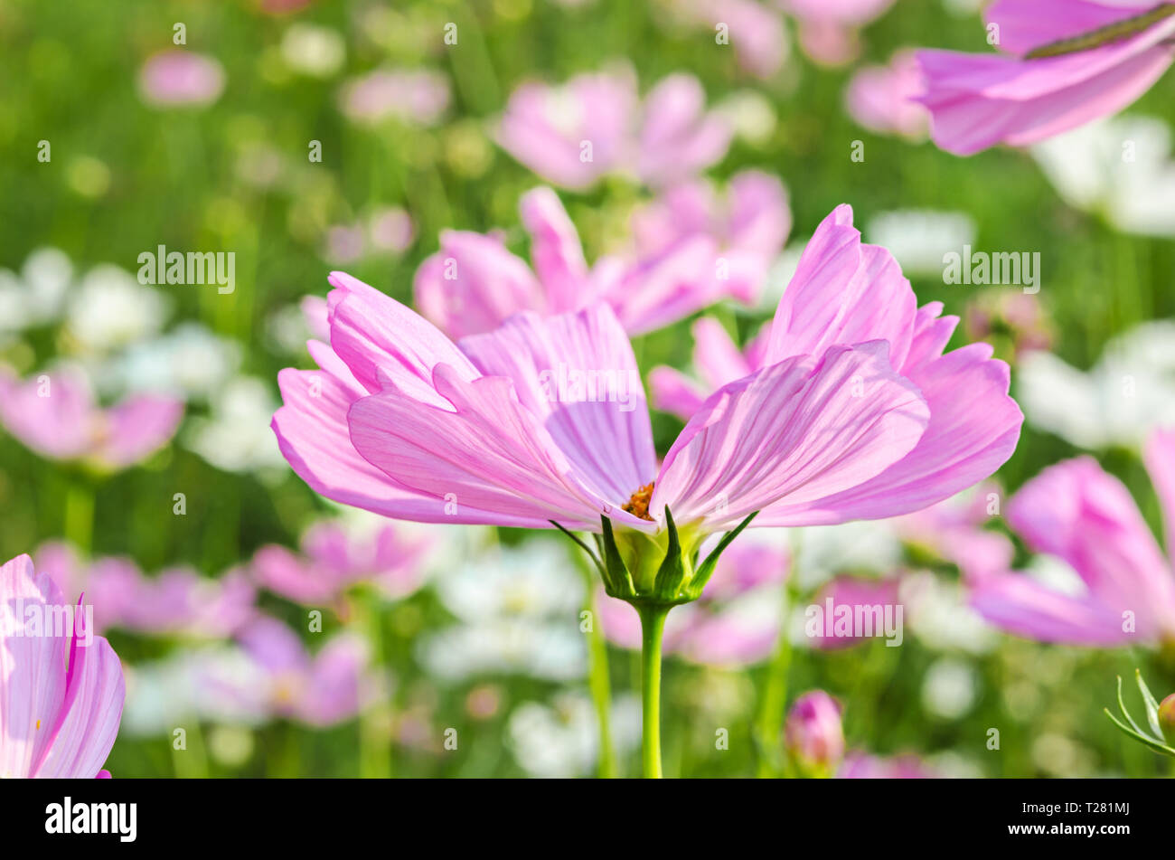 Nature background of beautiful pink cosmos flower field Stock Photo - Alamy