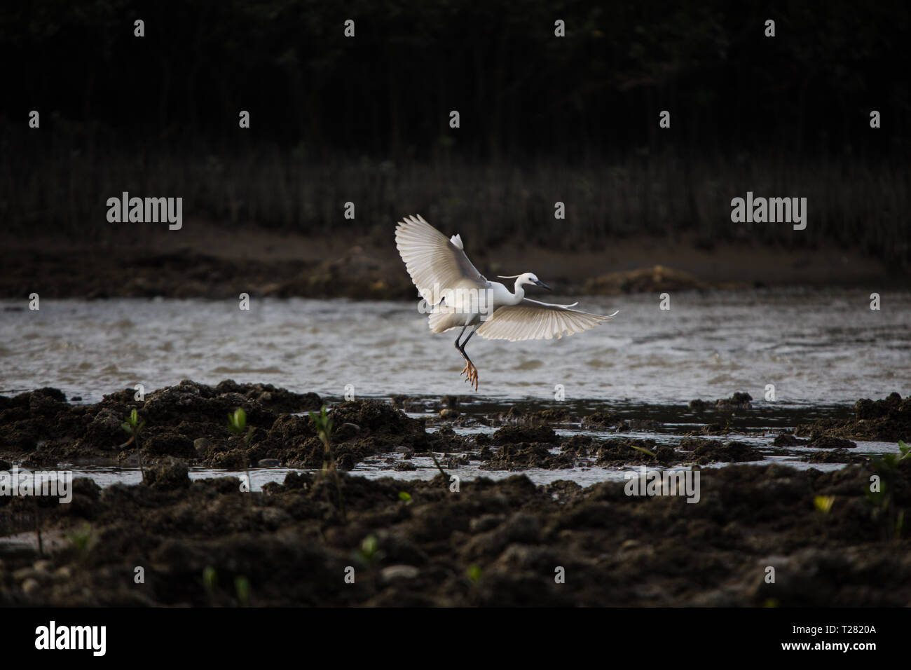 Flying crane bird hi-res stock photography and images - Alamy