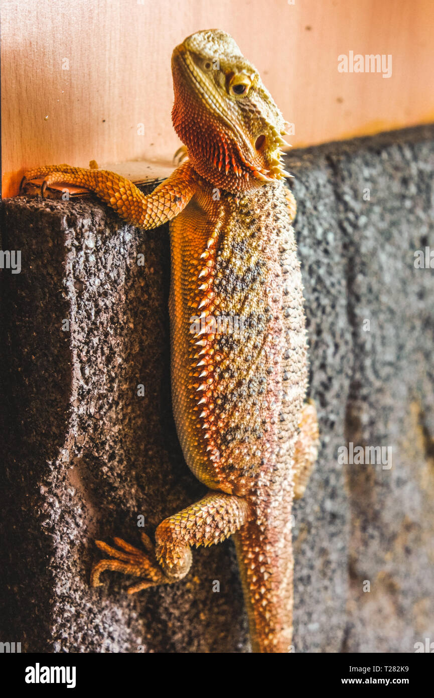 Bearded Dragon Smiling High Resolution Stock Photography and Images - Alamy