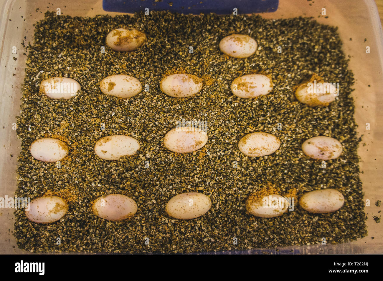 Bearded dragon smiling hi-res stock photography and images - Alamy