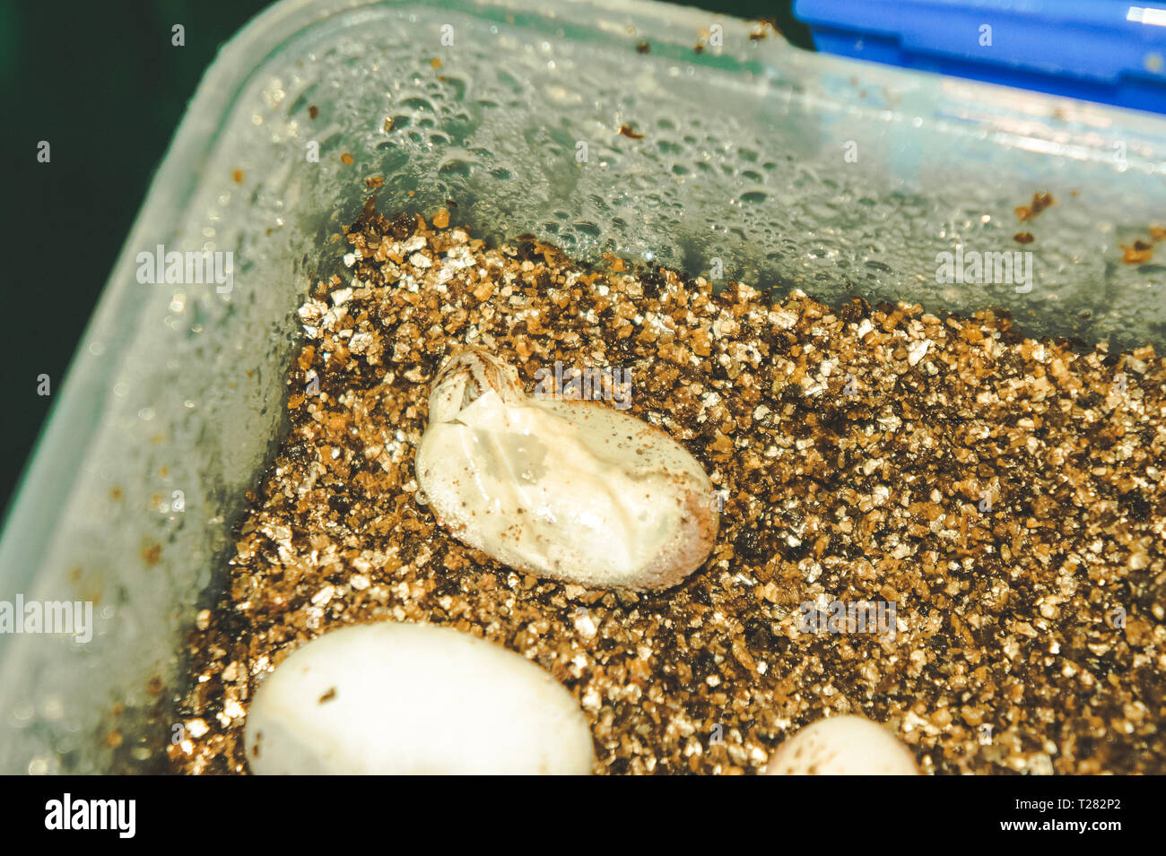 Bearded dragon smiling hi-res stock photography and images - Alamy