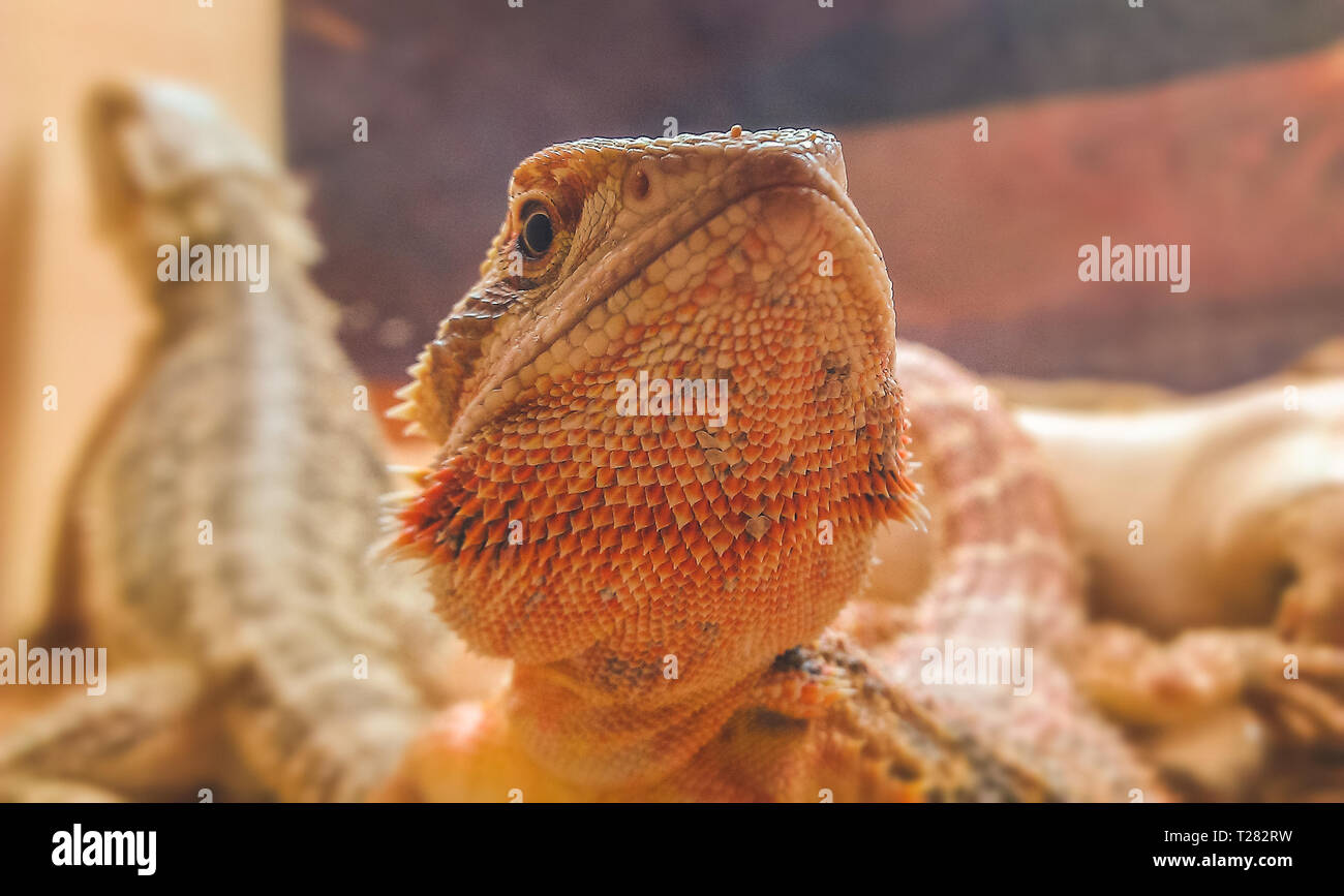 Bearded Dragon Smiling High Resolution Stock Photography and Images - Alamy