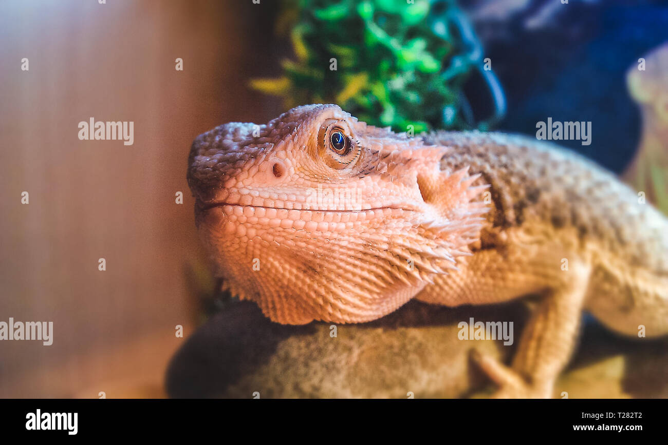 Bearded dragon smiling hi-res stock photography and images - Alamy
