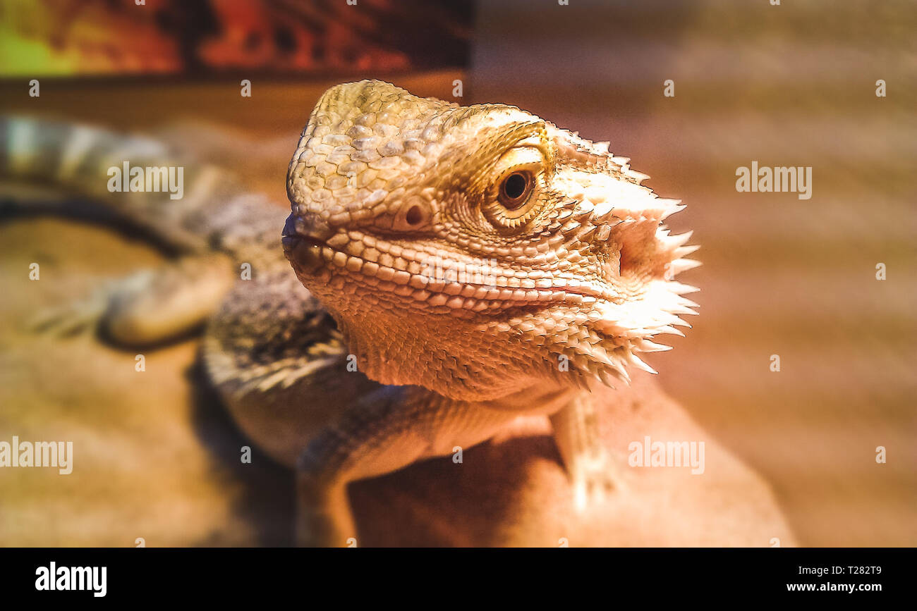 Bearded Dragon Basking High Resolution Stock Photography and Images - Alamy