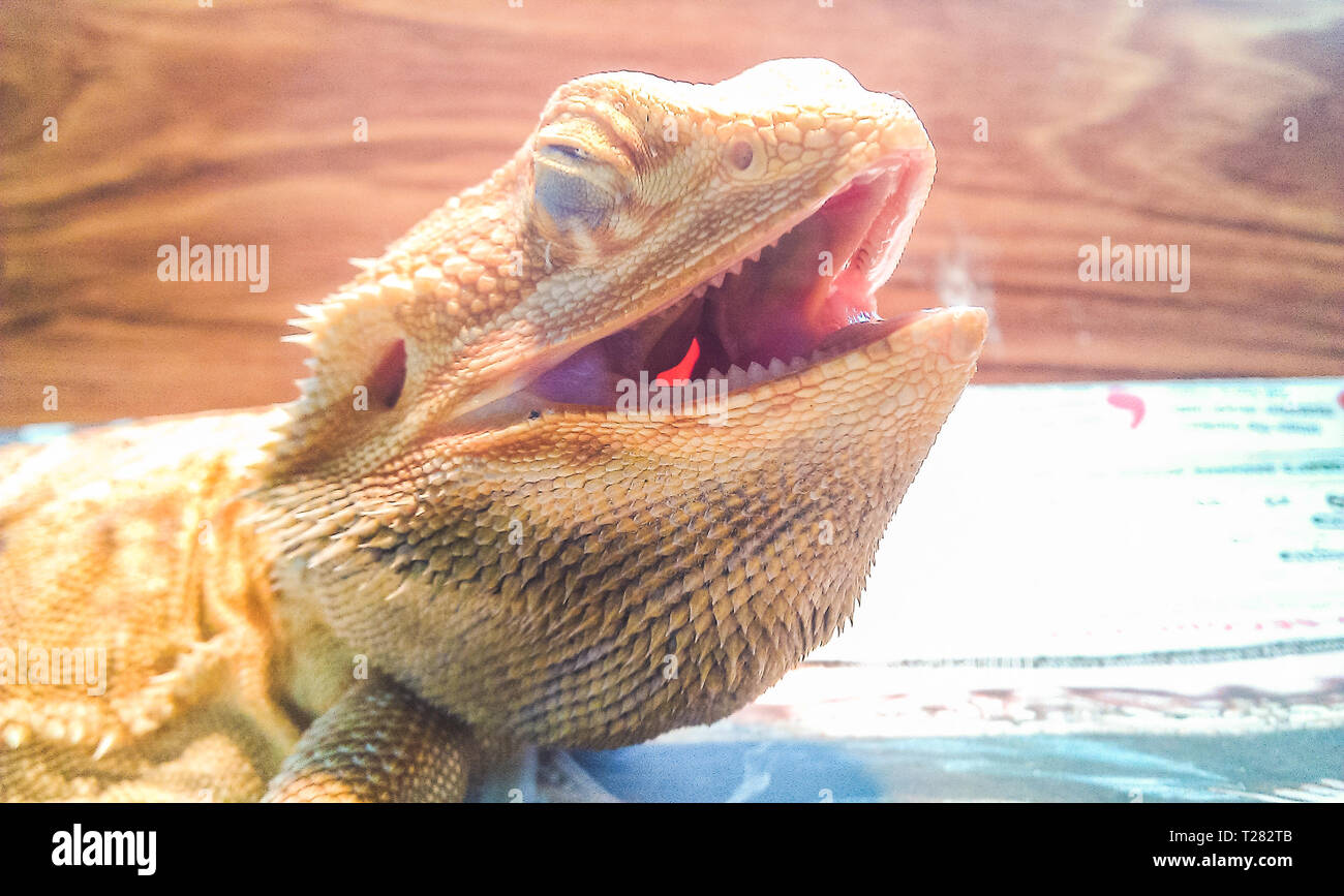 Bearded Dragon Smiling High Resolution Stock Photography and Images - Alamy