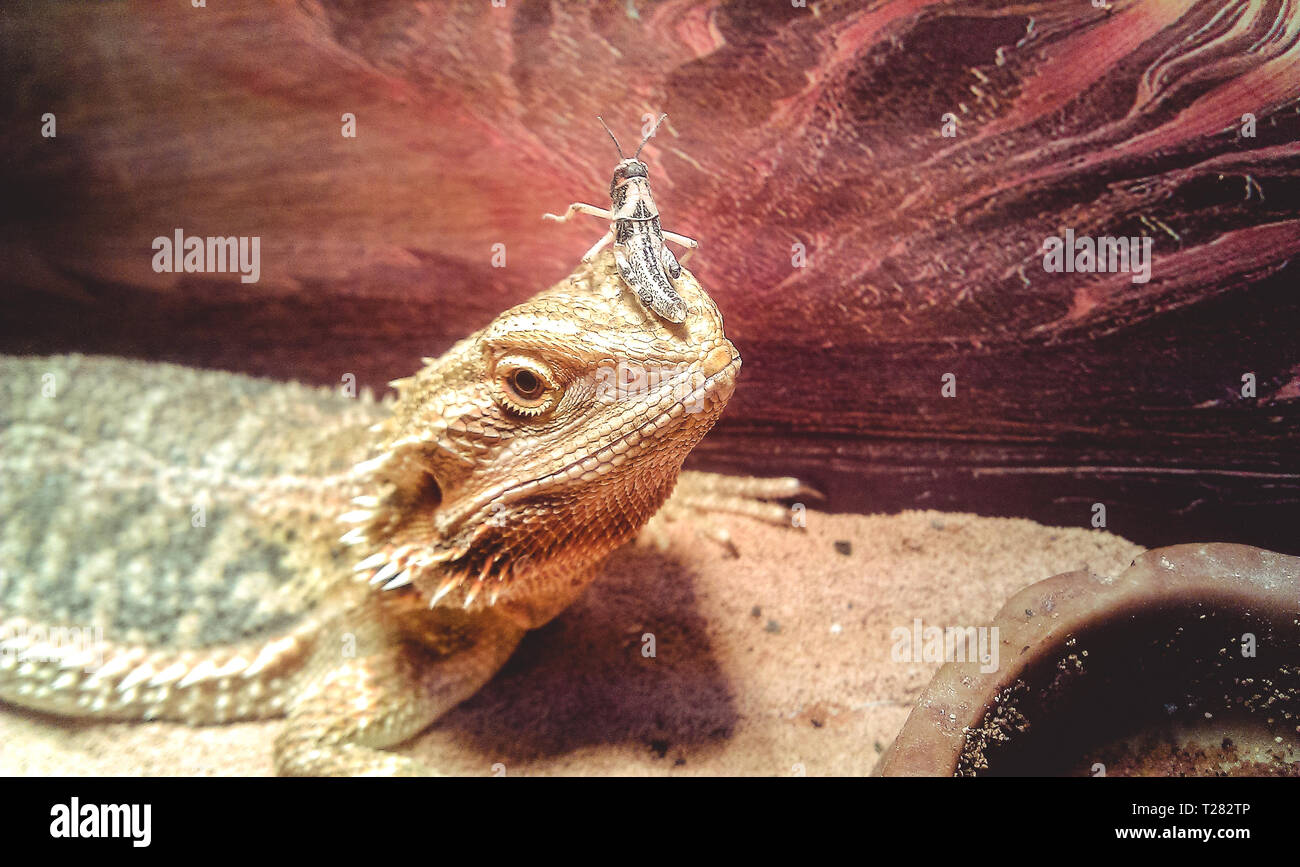 Bearded Dragon Smiling High Resolution Stock Photography and Images - Alamy