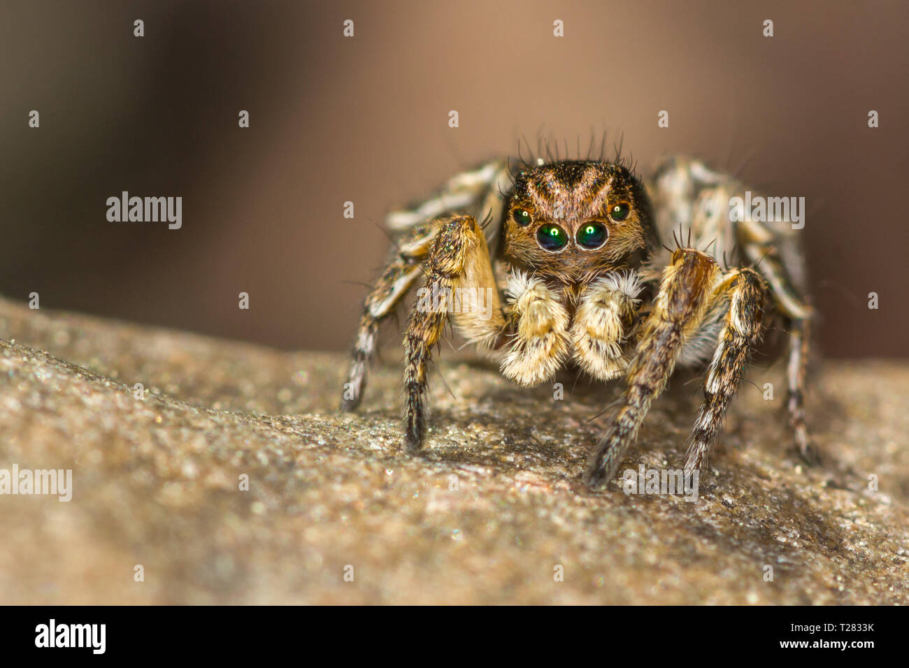 Small spiders hi-res stock photography and images - Alamy