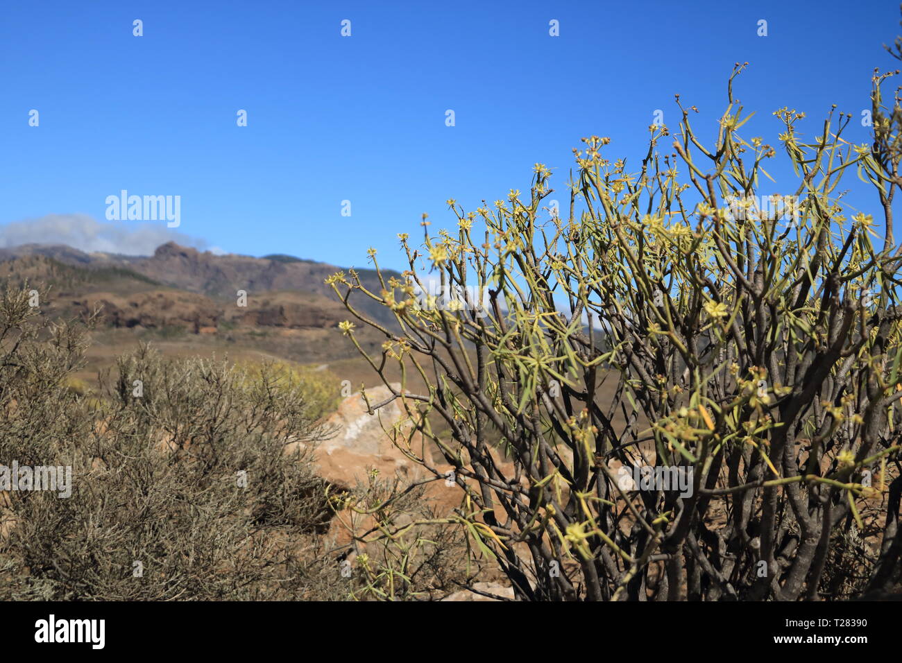 Flora of Gran Canaria: yellow flowers of Adenocarpus foliolosus Stock ...