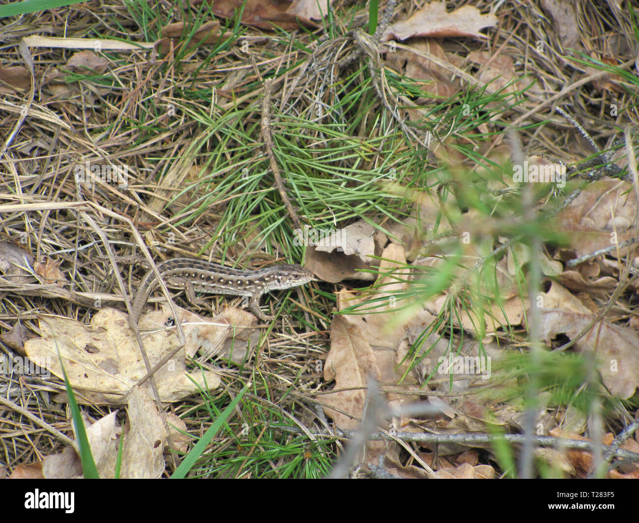 brown lizard on forest ground Stock Photo - Alamy