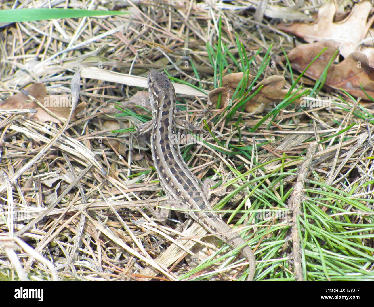 brown lizard on forest ground Stock Photo - Alamy