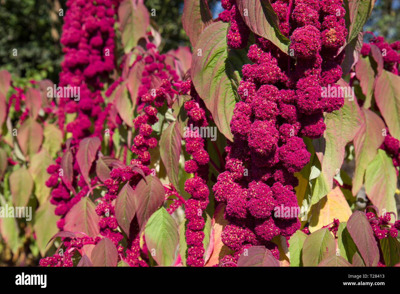 Love Lies Bleeding Flowers Stock Photos & Love Lies Bleeding Flowers ...