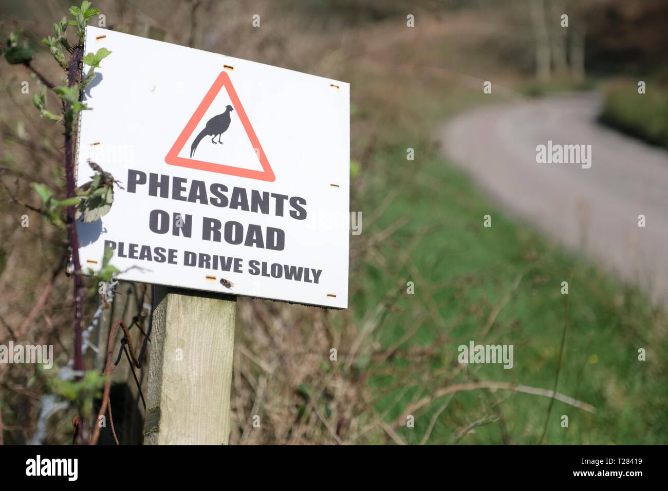 Pheasants on road safety sign in Scotland uk please drive slowly Stock ...