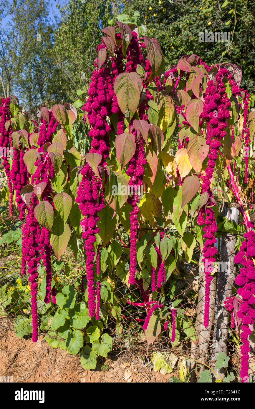 Amaranthus caudatus flowers hi-res stock photography and images - Alamy