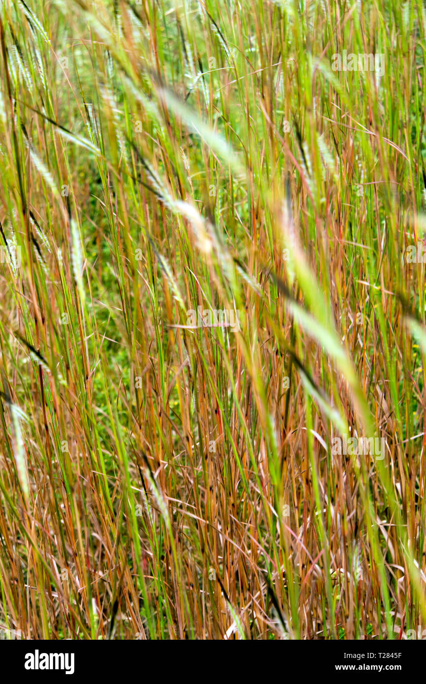 Flower of Tangle head grass movement in the wind Stock Photo - Alamy