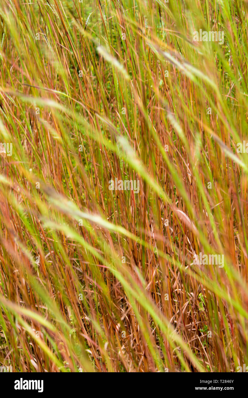 Flower of Tangle head grass movement in the wind Stock Photo - Alamy
