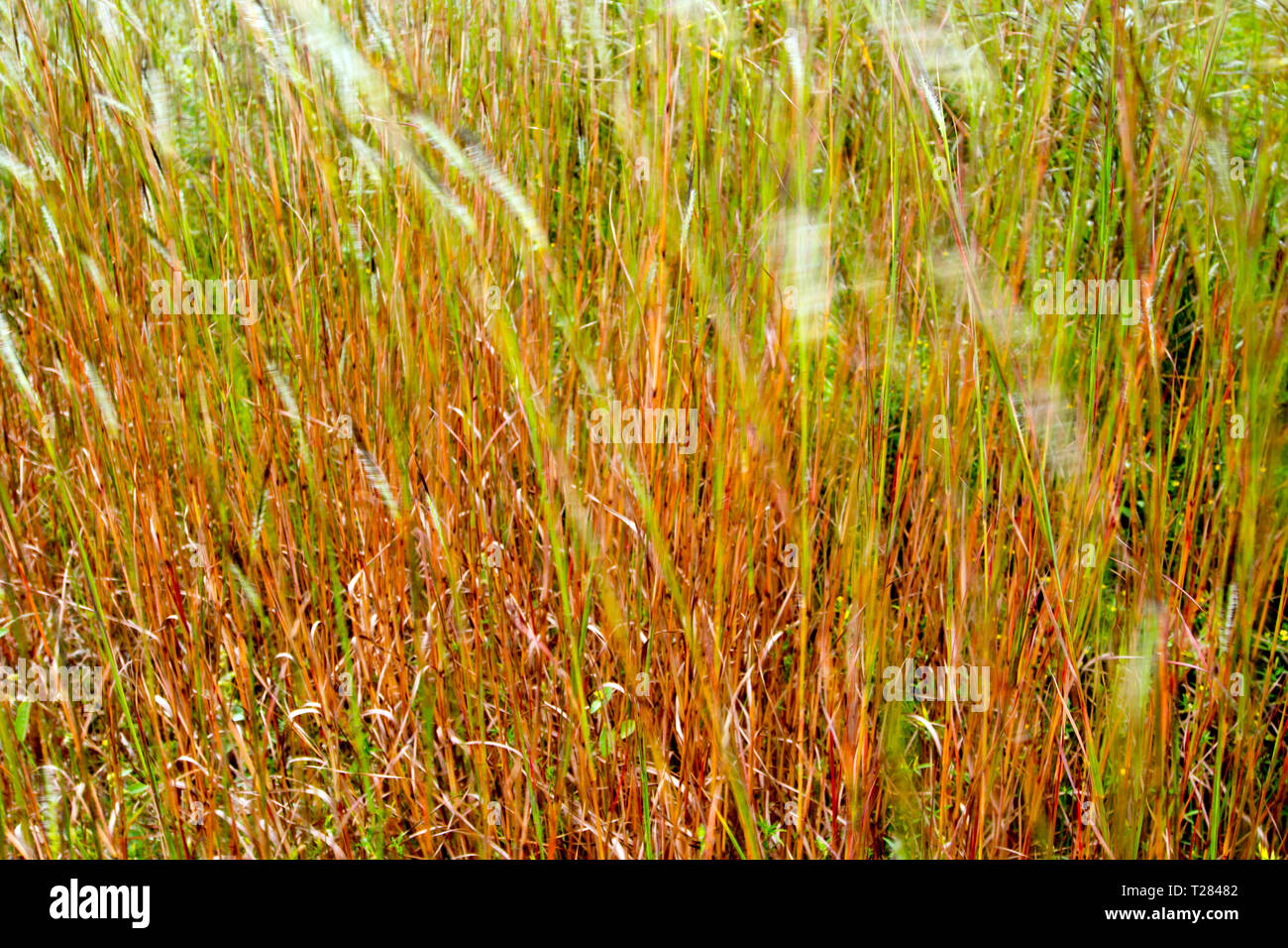 Flower of Tangle head grass movement in the wind Stock Photo - Alamy