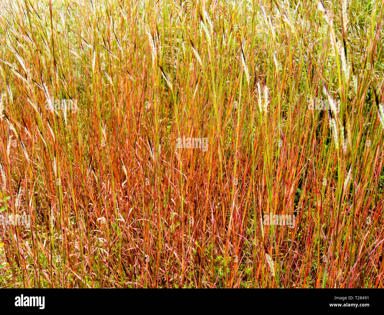 Flower of Tangle head grass movement in the wind Stock Photo - Alamy