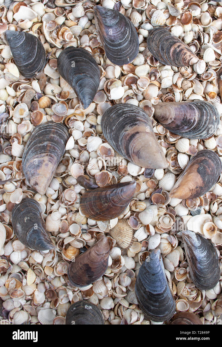Seashell background hi-res stock photography and images - Alamy