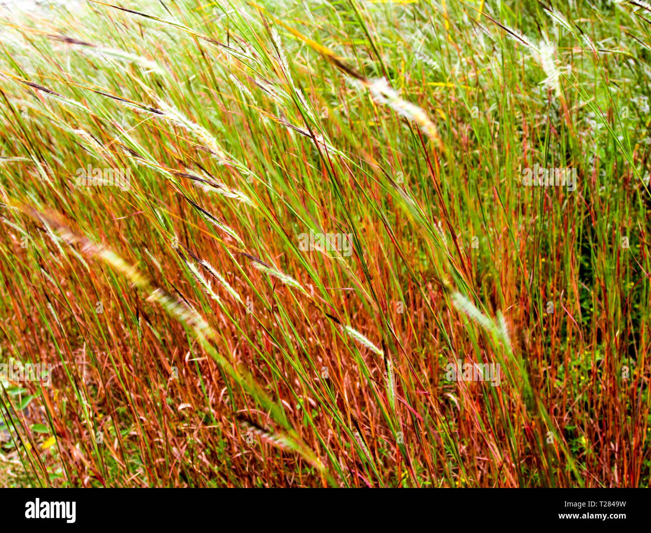 Flower of Tangle head grass movement in the wind Stock Photo - Alamy